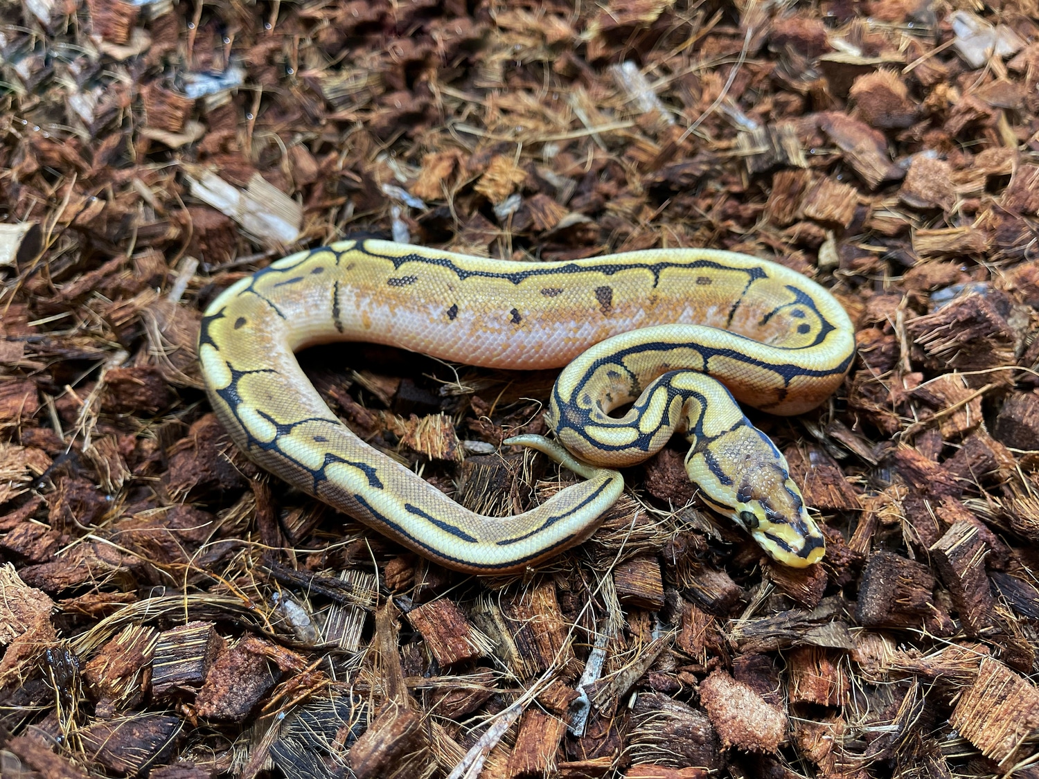 Spider Het Genetic Stripe Ball Python by Brass Man Reptiles - MorphMarket