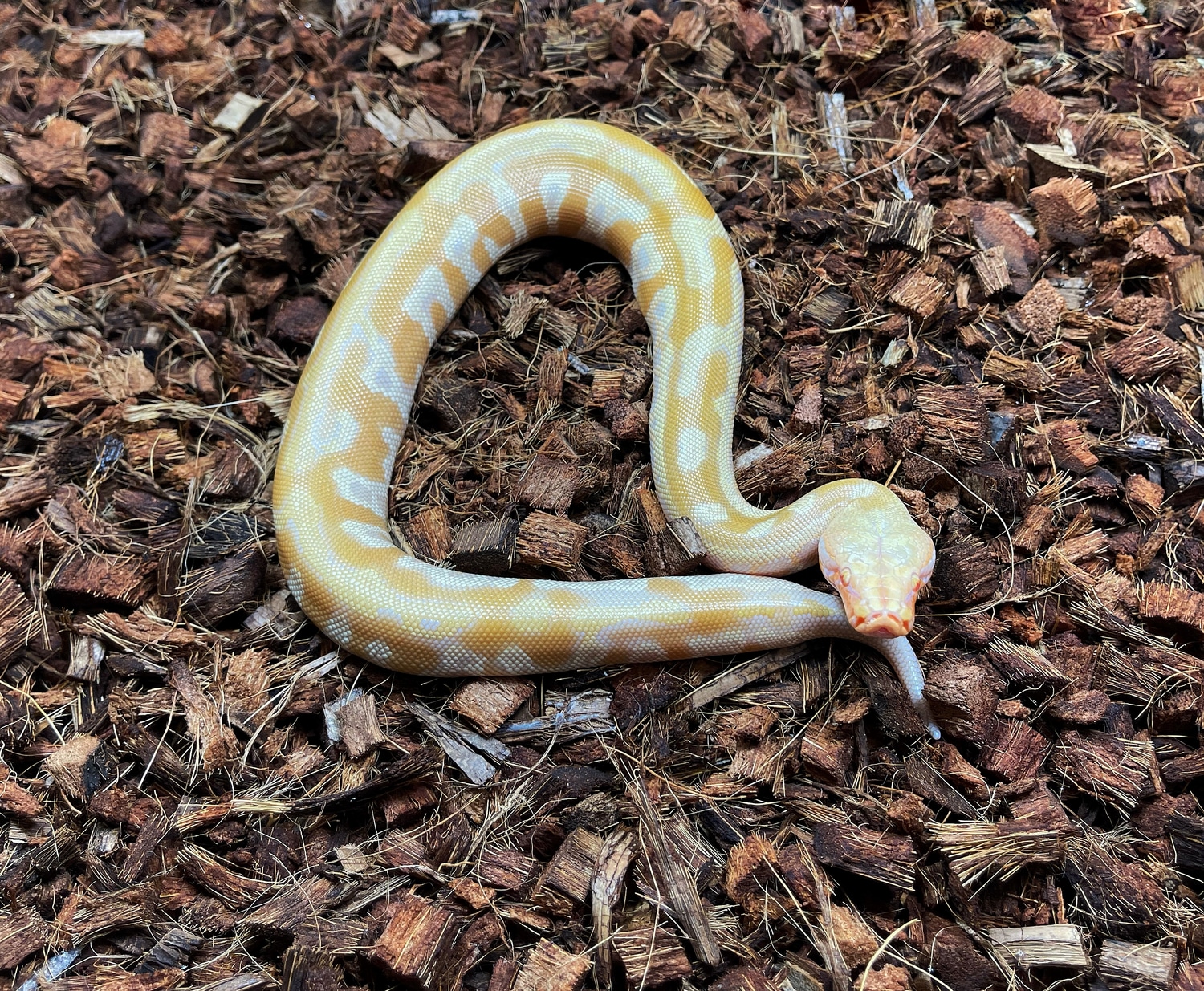 T- Albino Blood Python by Brass Man Reptiles - MorphMarket