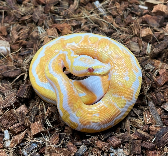 Dreamsicle Ball Python by Brass Man Reptiles