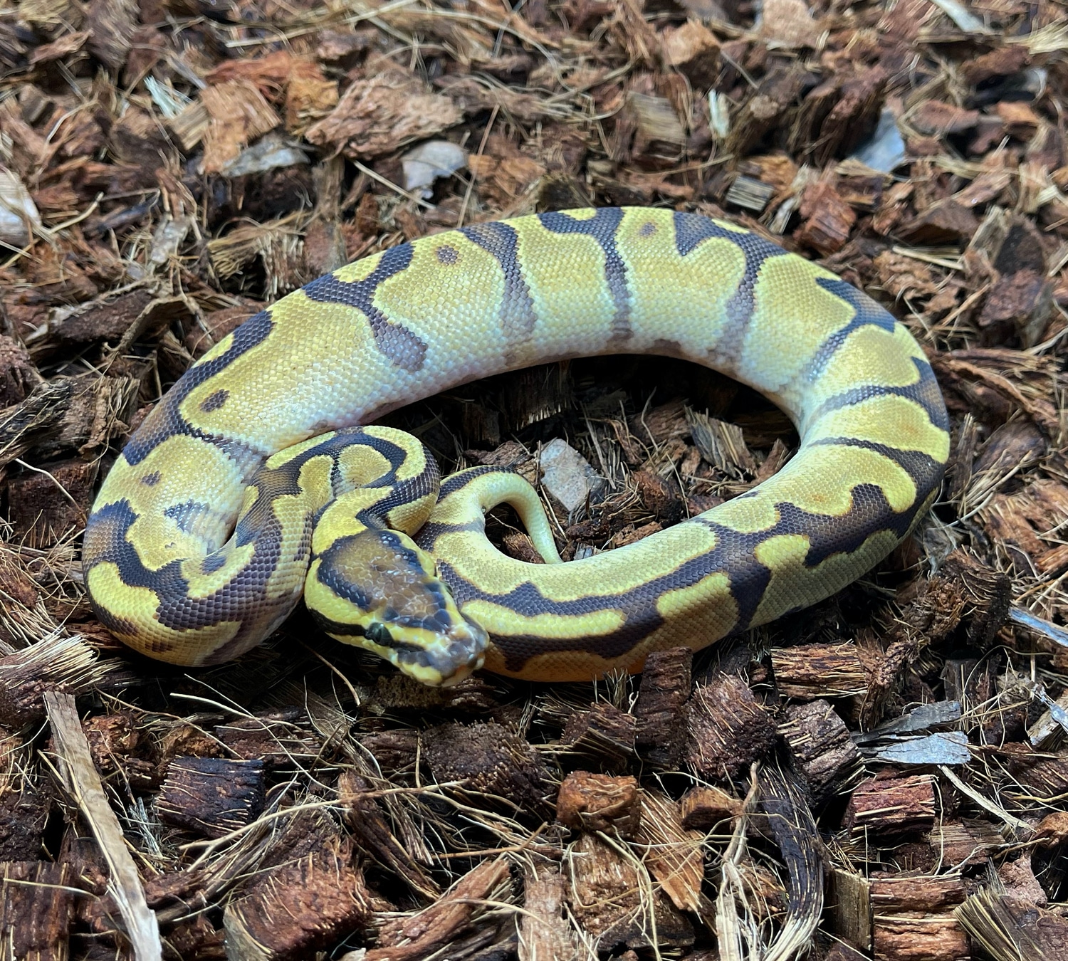 Enchi Fire/Vanilla DH Dreamsicle Ball Python by Brass Man Reptiles ...