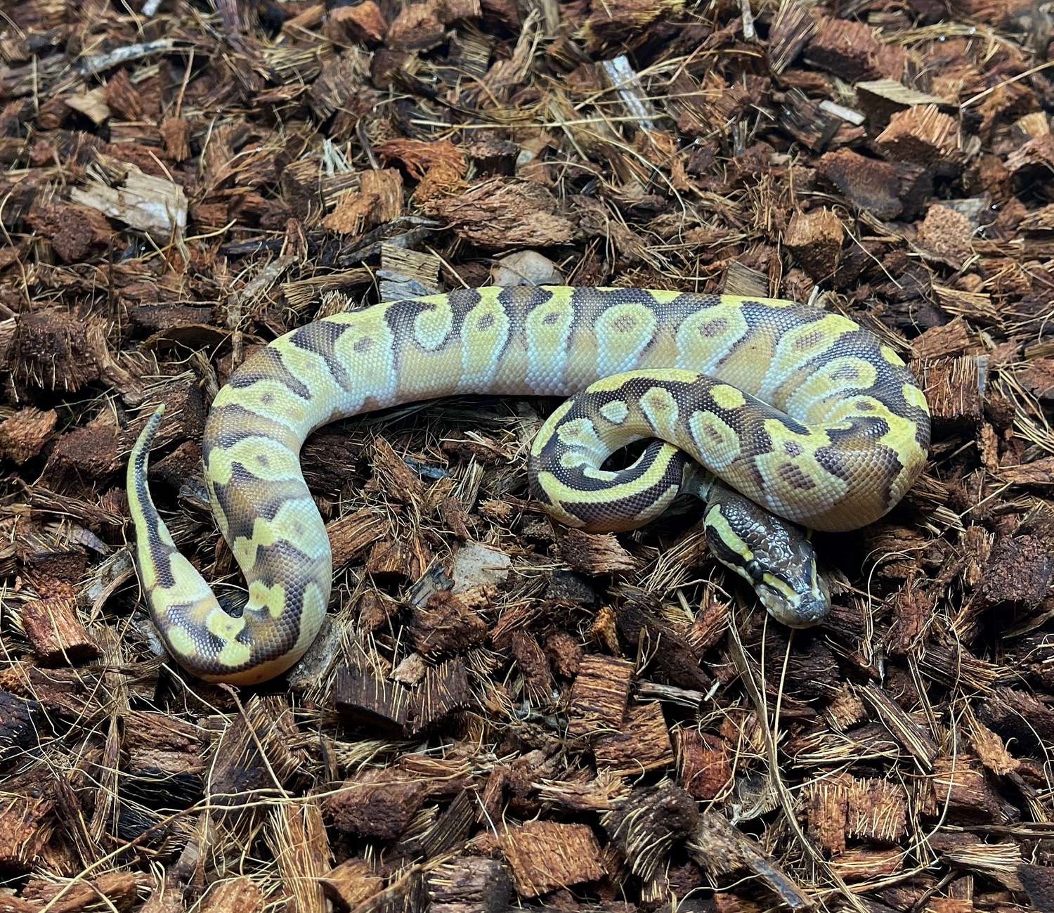 Mojave Enchi Odium Ball Python by Brass Man Reptiles - MorphMarket