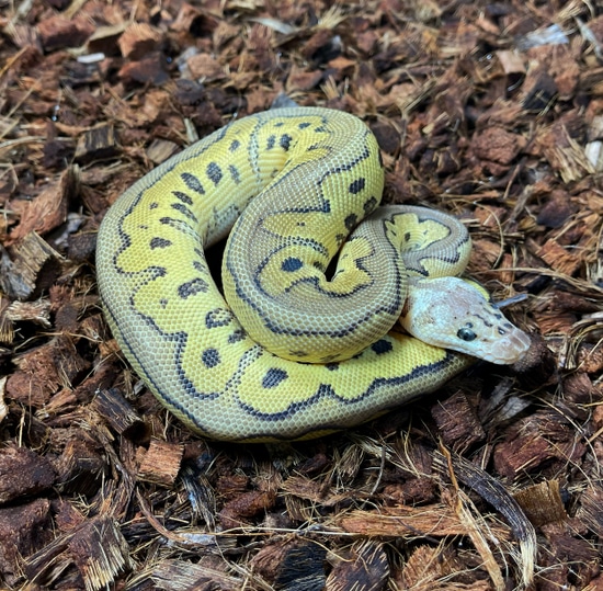 Pastel Leopard Clown Ball Python by Brass Man Reptiles