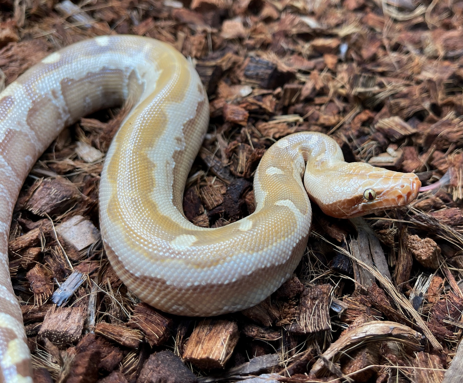 Sunset 50% Pos Het Mocha Borneo Short-tailed Python by Brass Man ...