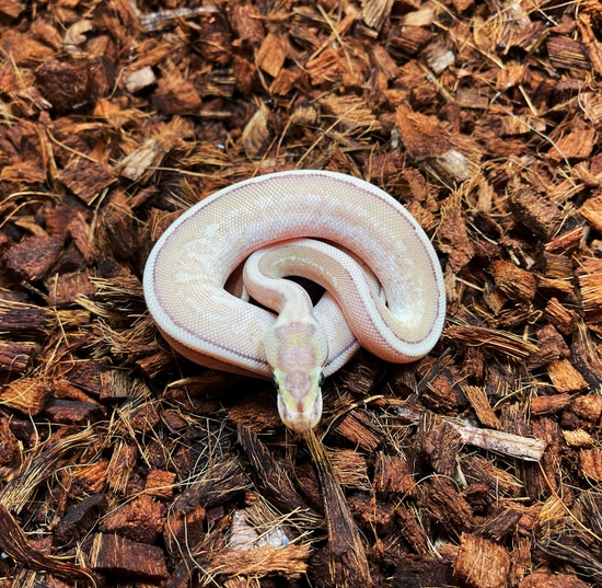 Lucifer Super Stripe Ball Python by Brass Man Reptiles