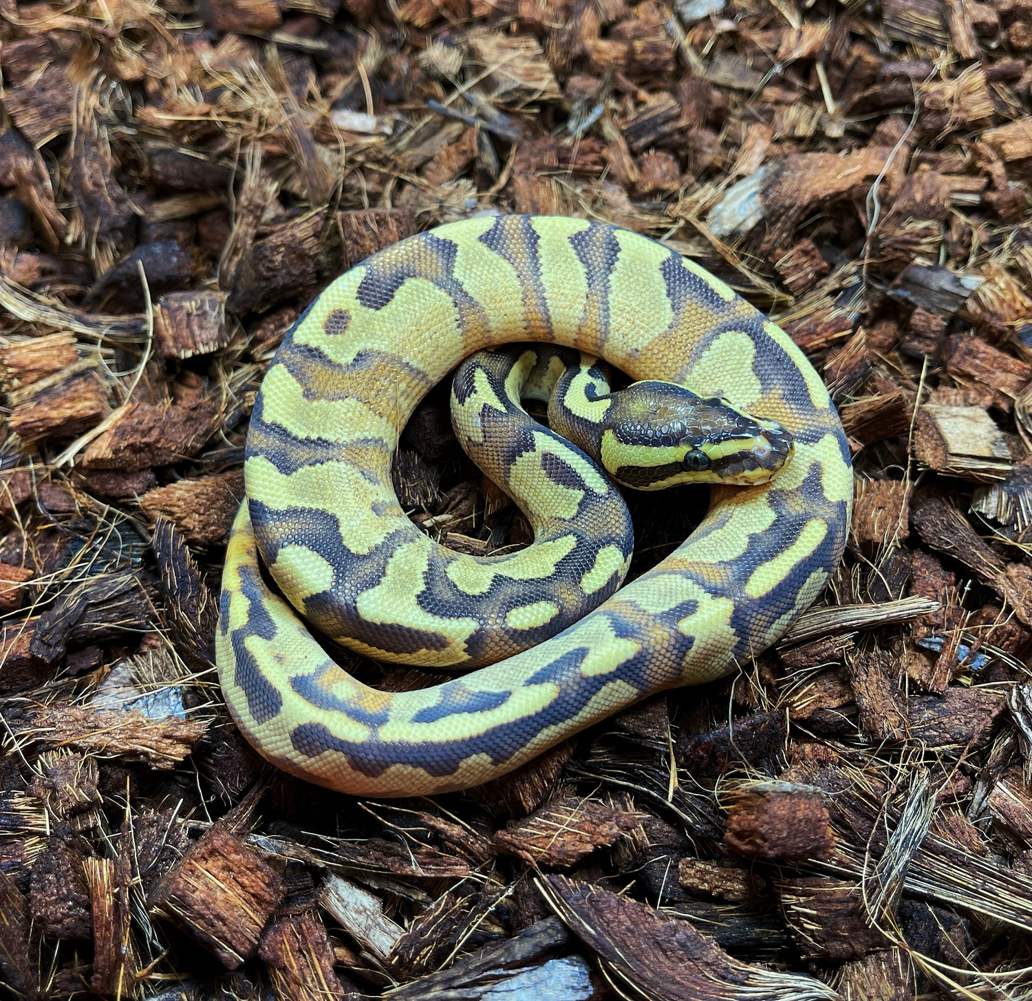 Enchi Lucifer Yellow Belly Fader Poss Odium 66% Pos Het Pied Ball ...