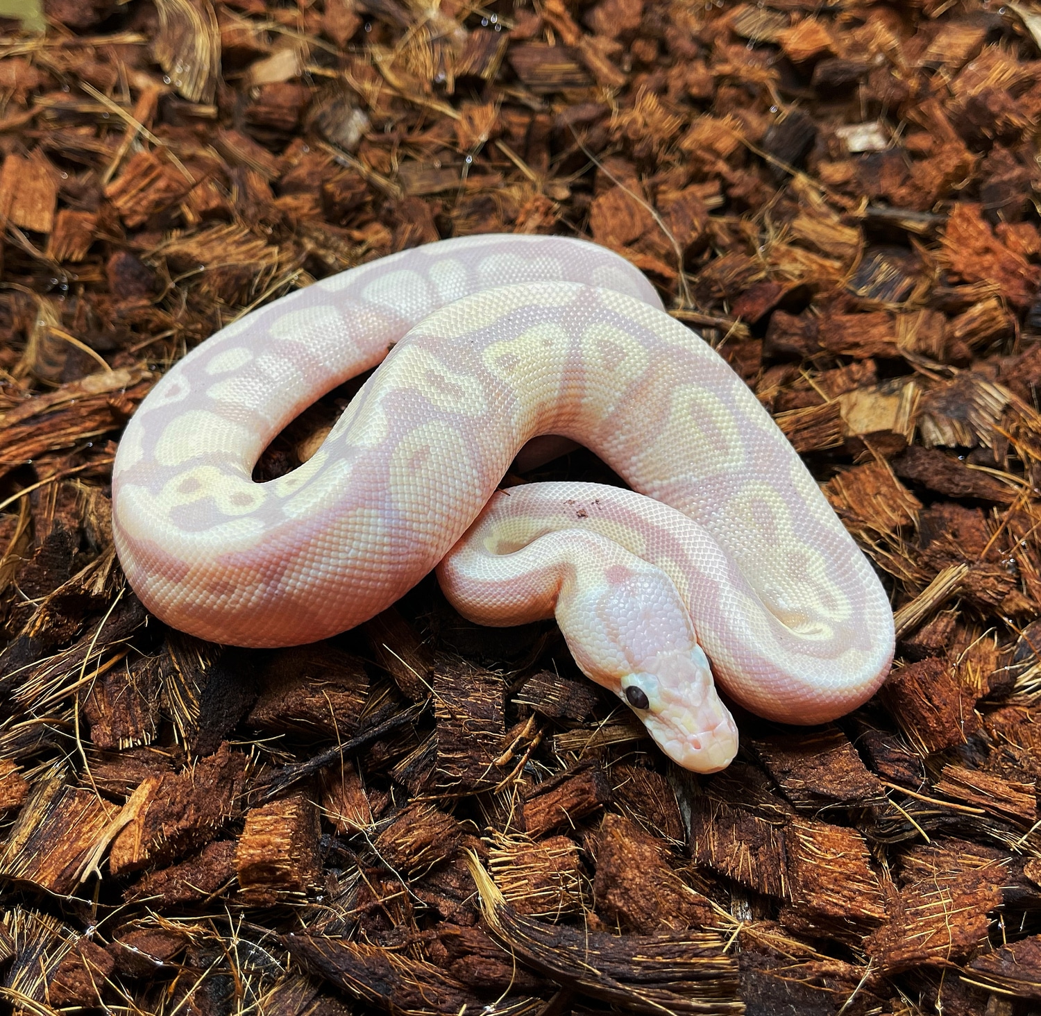 Coral Glow Lucifer Pastel Ball Python by Brass Man Reptiles - MorphMarket