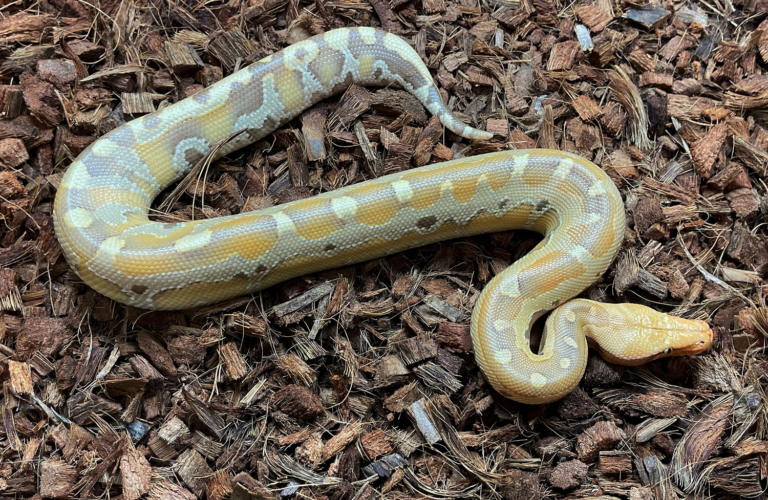 Mocha Pos Het Ultra Borneo Short-tailed Python by Brass Man Reptiles ...