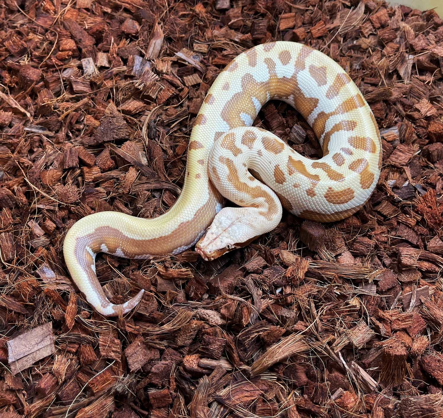 T+ Albino Golden Eye Blood Python by Brass Man Reptiles - MorphMarket