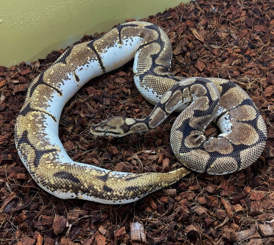 Proven Female Dream Bee Ball Python by Brass Man Reptiles