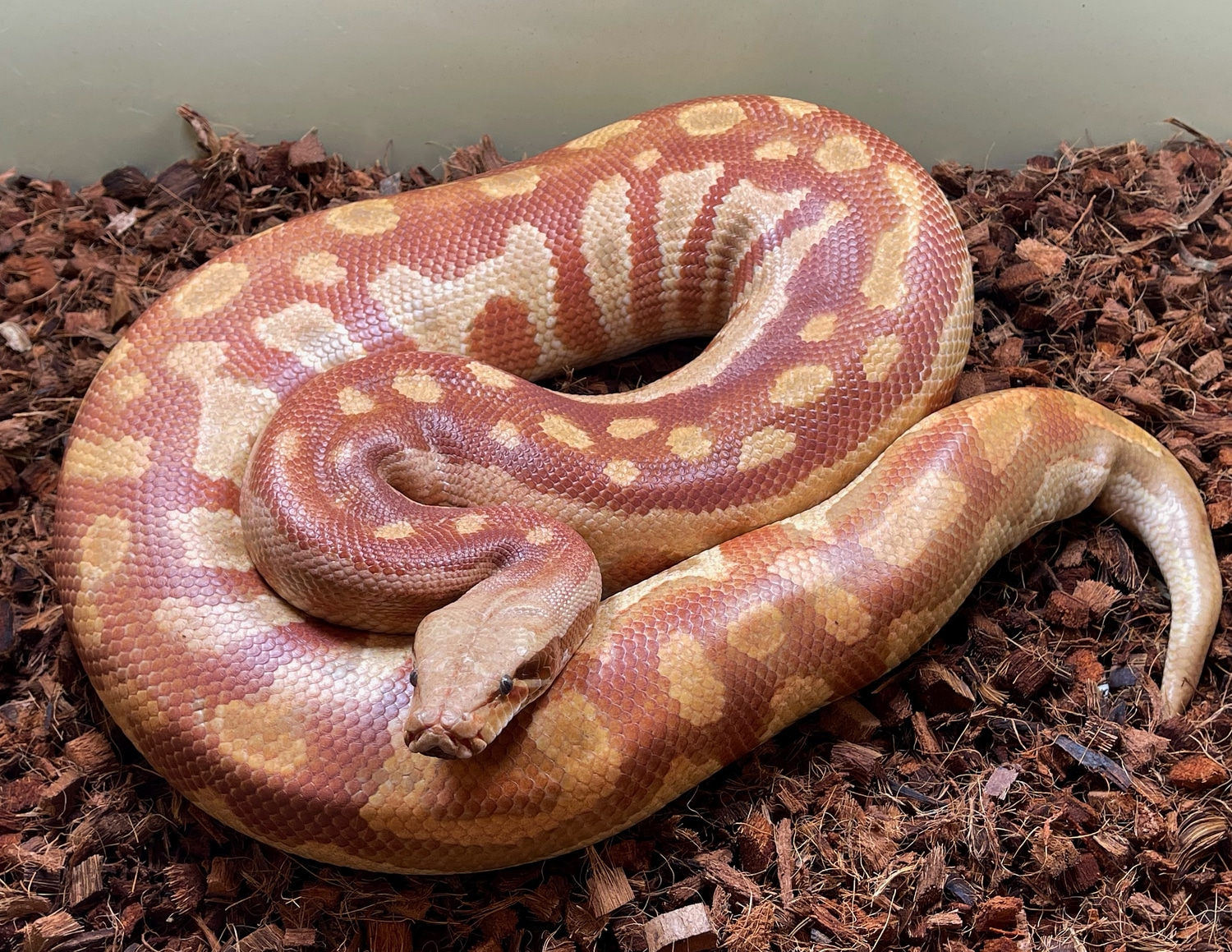 T+ Albino Blood Python by Brass Man Reptiles - MorphMarket