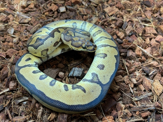 Sable Clown Ball Python by Brass Man Reptiles