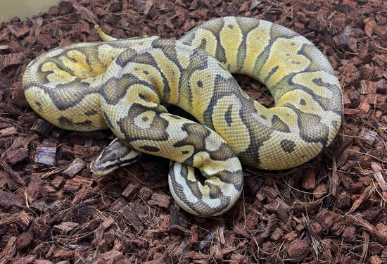 Pastel Enchi Lucifer Ball Python by Brass Man Reptiles