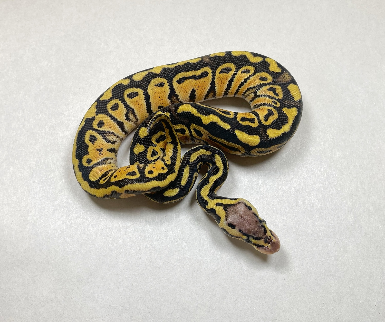 Pastel Fader Super EMG Het Clown Ball Python by Brass Man Reptiles ...