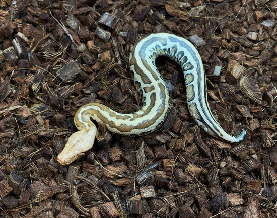 Granite G-Stripe Pos Het Ocelot Borneo Short-Tailed Python by Brass Man ...