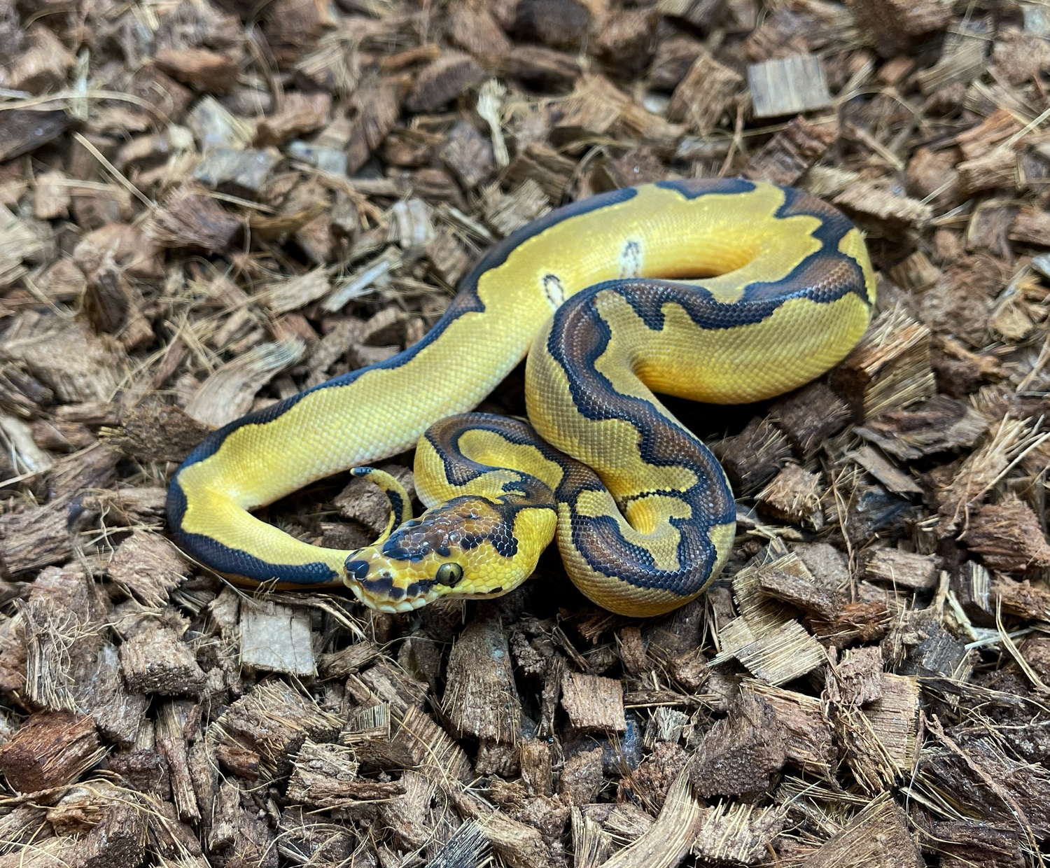 Enchi Clown Ball Python by Brass Man Reptiles - MorphMarket