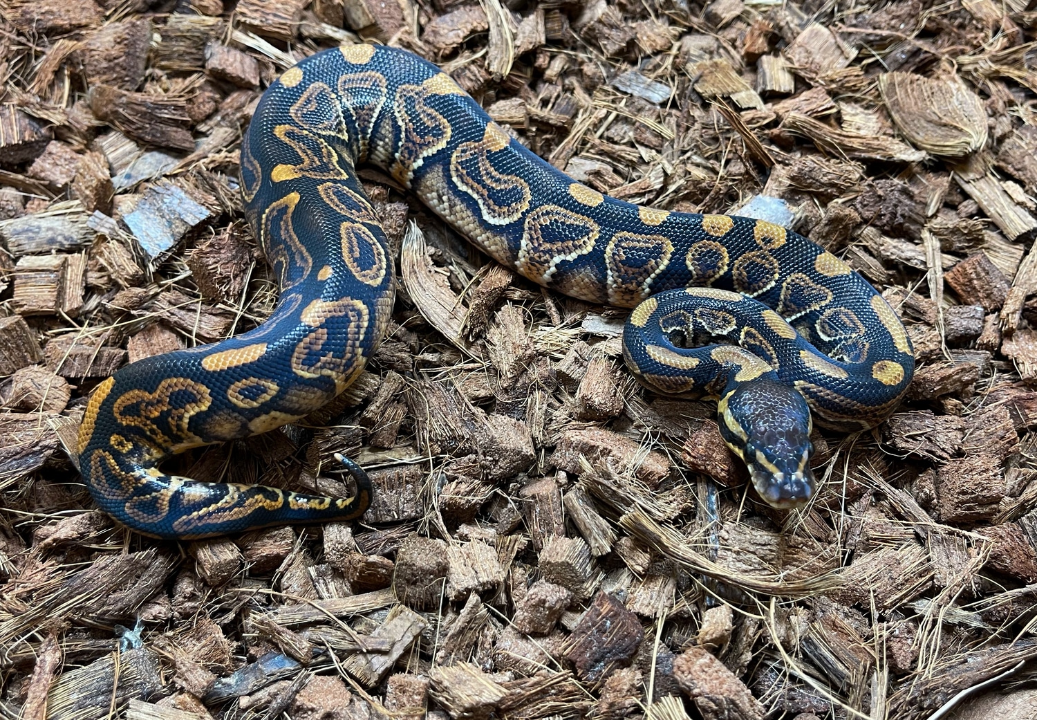 Black Pastel 66% Ph Clown Ball Python by Brass Man Reptiles - MorphMarket