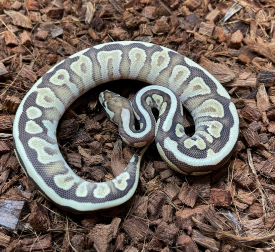 Phantom Fire Spotnose Ball Python by Brass Man Reptiles