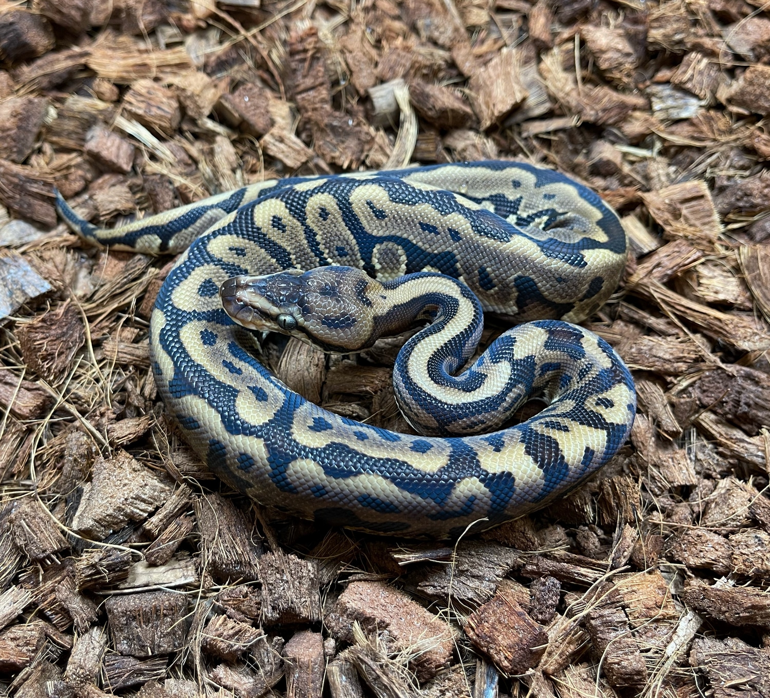 Leopard Hidden Gene Woma EMG Ball Python by Brass Man Reptiles ...