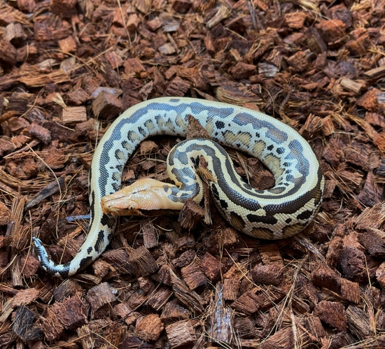 Genetic Stripe Pos Het Ocelot Borneo Short-Tailed Python by Brass Man ...