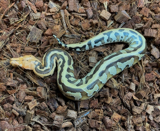 Genetic Stripe Pos Het Ocelot Borneo Short-Tailed Python by Brass Man ...