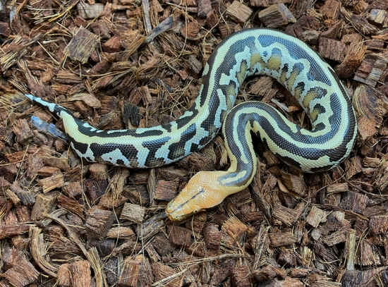 Genetic Stripe Pos Het Ocelot Borneo Short-Tailed Python by Brass Man ...