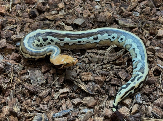 Genetic Stripe Pos Het Ocelot Borneo Short-Tailed Python by Brass Man ...