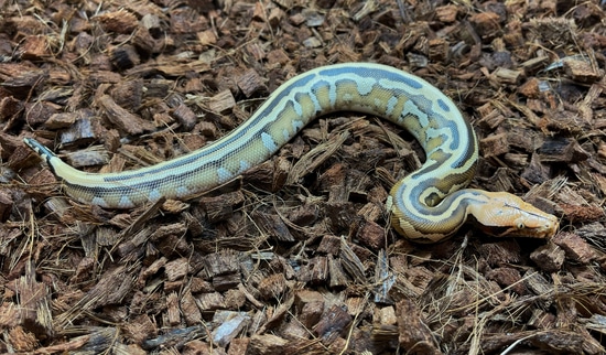 Genetic Stripe Pos Het Ocelot Borneo Short-Tailed Python by Brass Man ...