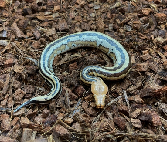 Super Stripe Pos Het Ocelot Borneo Short-Tailed Python by Brass Man ...