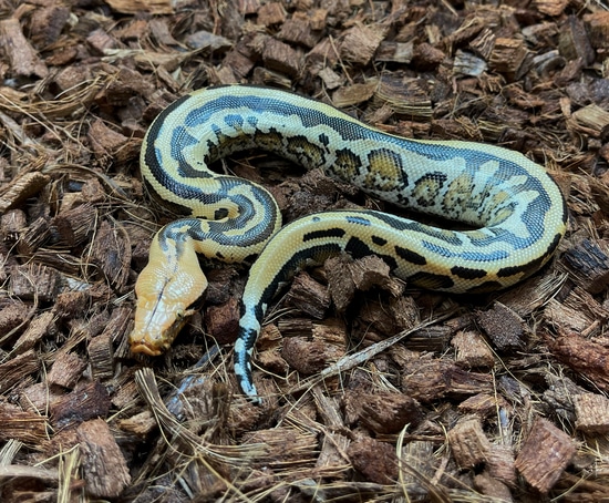 Granite Genetic Stripe Pos Het Ocelot Borneo Short-Tailed Python by ...