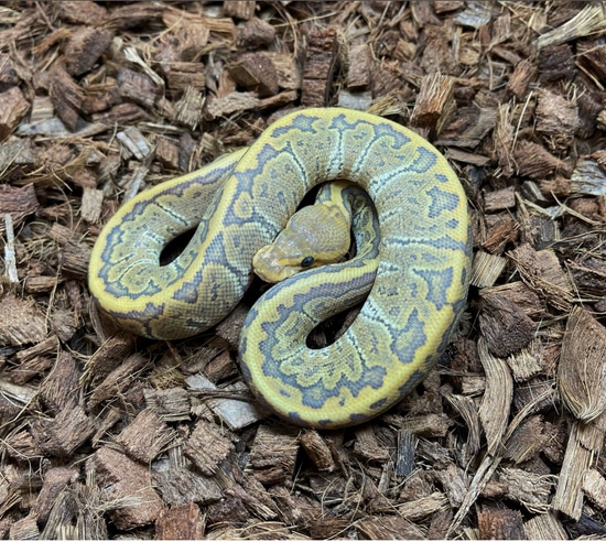 Hypo Chocolate Pin Ball Python by Brass Man Reptiles