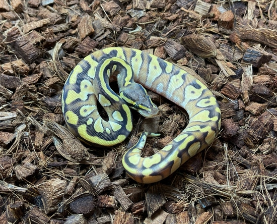 Pastave Enchi Yellowbelly Odium Fader Het Hypo Ball Python by Brass Man ...