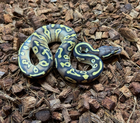 Mojave Enchi Yellowbelly Odium Fader Het Hypo Ball Python by Brass Man Reptiles
