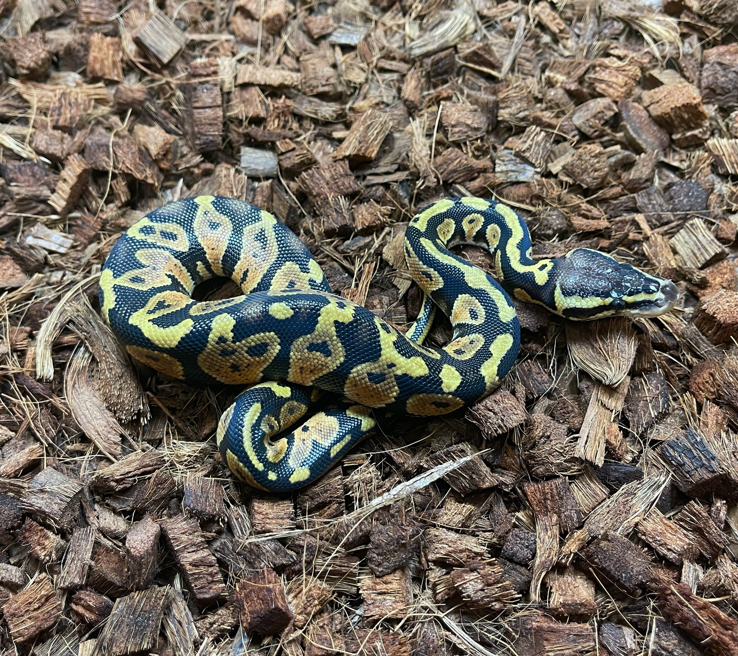 Pastel Granite Het Hypo Ball Python by Brass Man Reptiles - MorphMarket