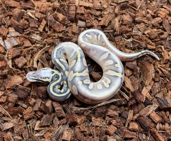 Super Pastel Enchi Calico Pos Het Hypo Ball Python by Brass Man Reptiles