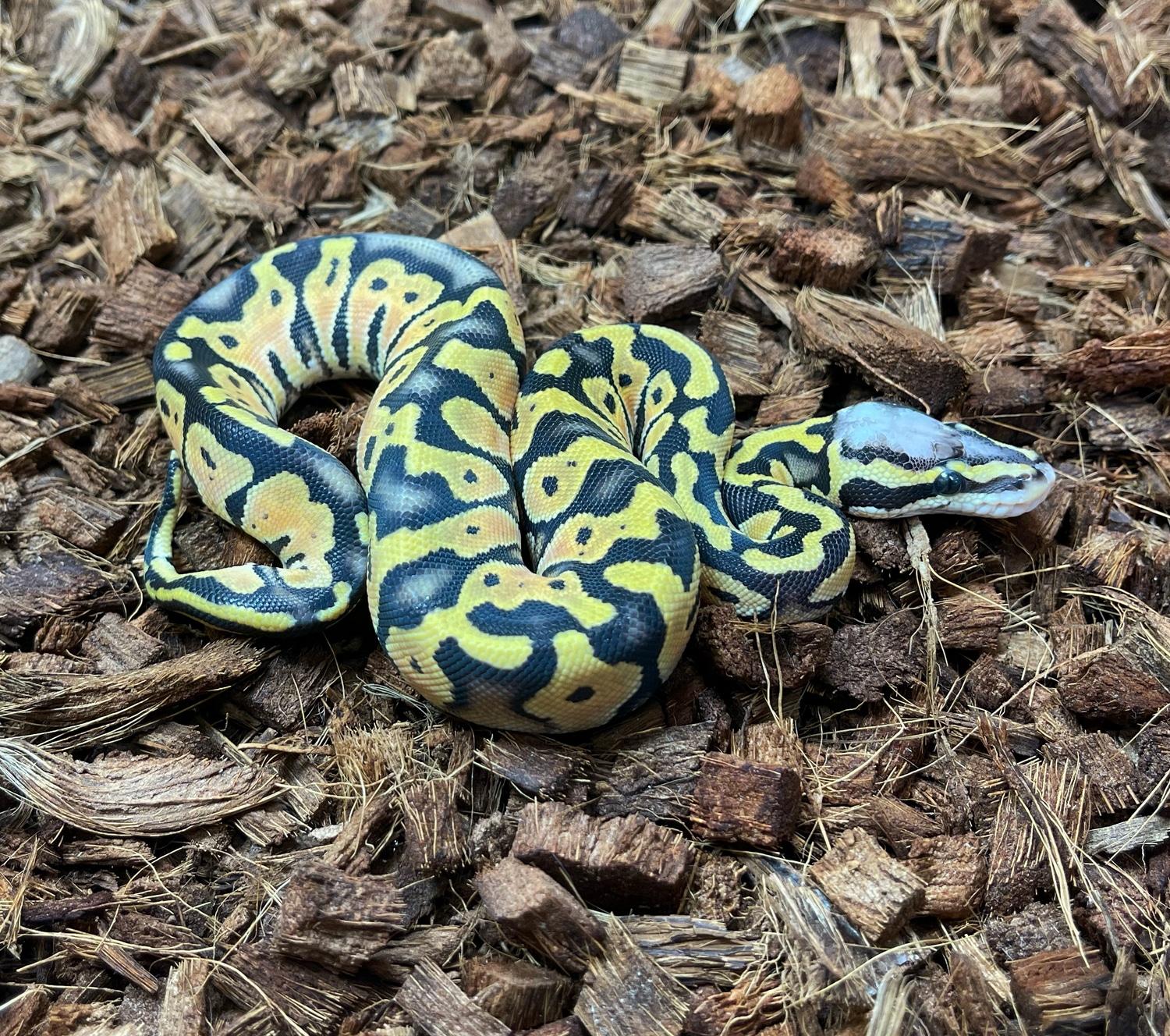 Pastel Calico Microscale Pos Het Hypo Ball Python by Brass Man Reptiles ...