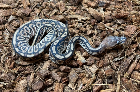 Hidden Gene Woma Granite Black Pastel Het Clown Ball Python by Brass ...