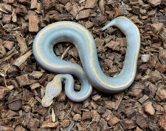 Hypo Camo Ball Python by Brass Man Reptiles