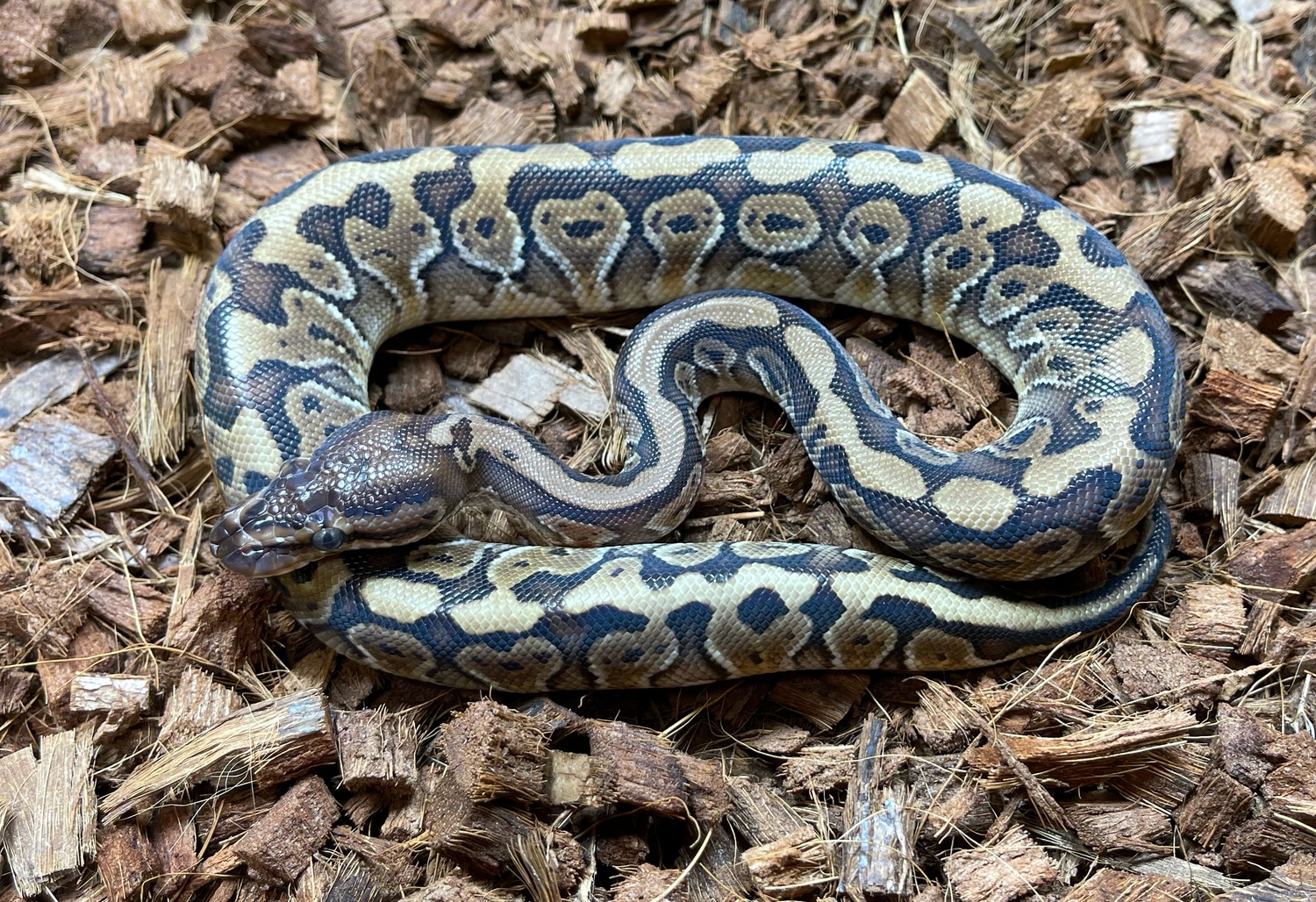 Hidden Gene Woma Granite Special Ball Python by Brass Man Reptiles ...