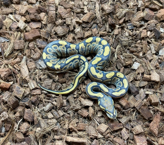 Hypo Ball Python by Brass Man Reptiles