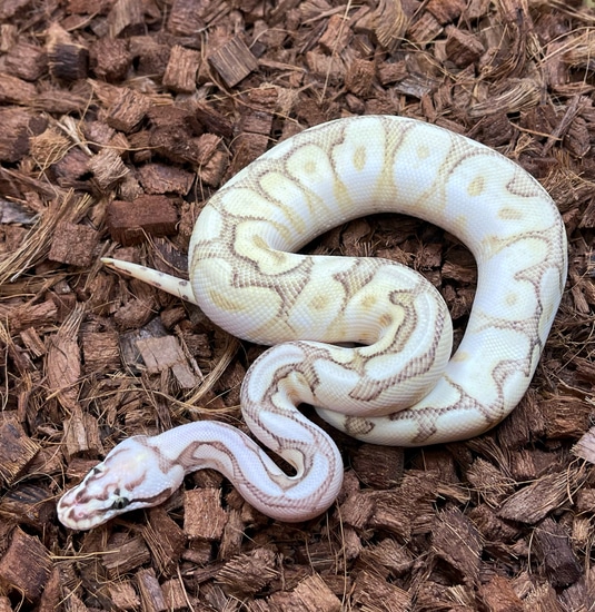 Bumble Bee Lesser Lucifer YellowBelly/Specter Ball Python by Brass Man ...