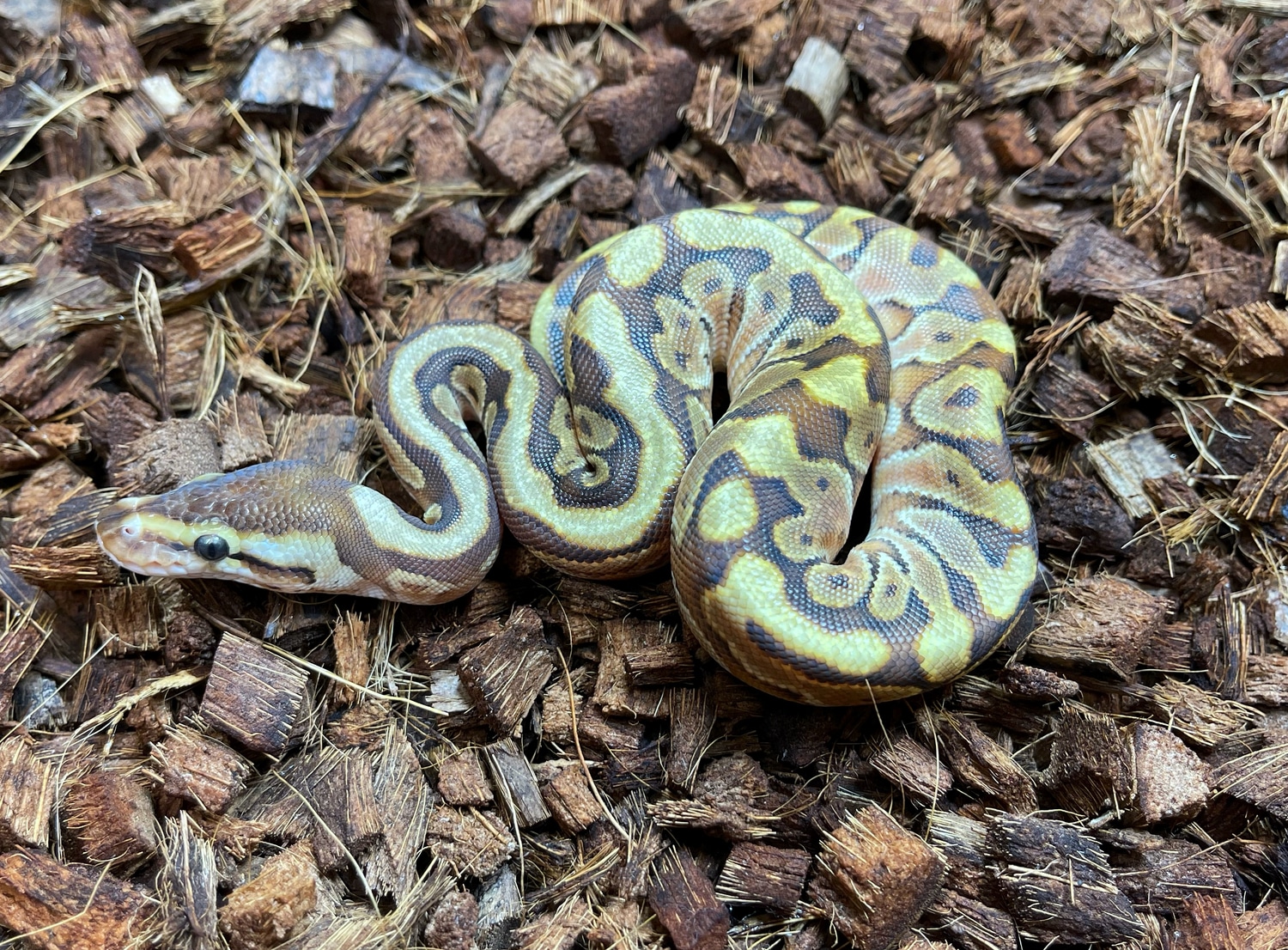 Hidden Gene Woma Granite Black Pastel Enchi Pos Het Clown Ball Python ...