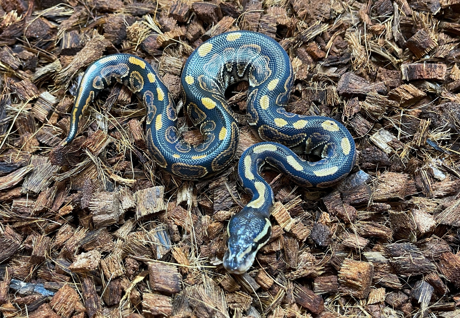 Black Pastel Pos Het Clown Ball Python by Brass Man Reptiles - MorphMarket