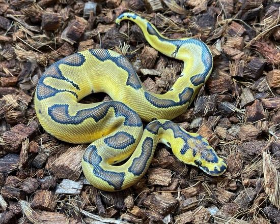 Enchi Clown Ball Python by Brass Man Reptiles