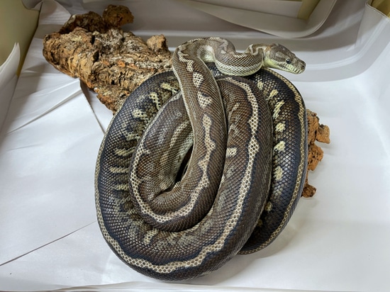 Proven Trio G Stripe Bredli Centralian Carpet Python by Brass Man Reptiles