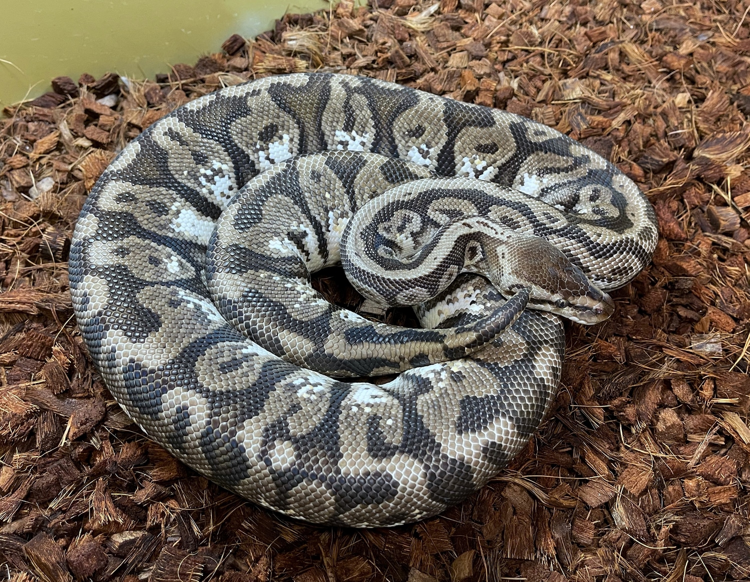 Pastel HGW Granite Fader Ball Python by Brass Man Reptiles - MorphMarket