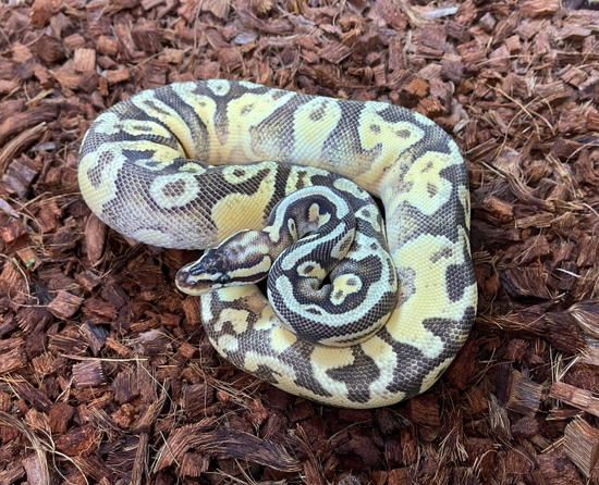 Pastel Enchi YB Fader Ball Python by Brass Man Reptiles