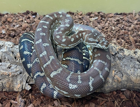 Afors Line Centralian Carpet Python by Brass Man Reptiles