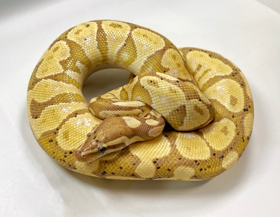 Coral Glow Calico Ball Python by Brass Man Reptiles