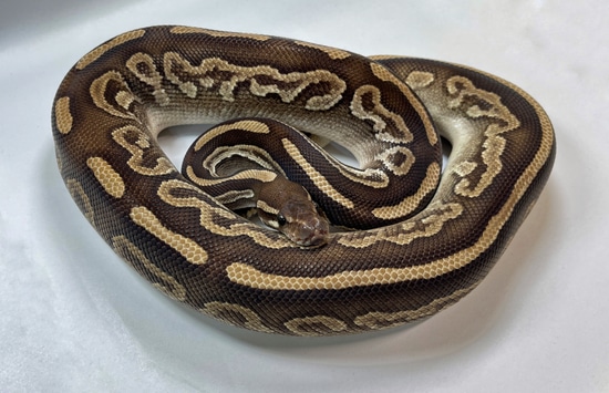Black Pastel Lesser Ball Python by Brass Man Reptiles