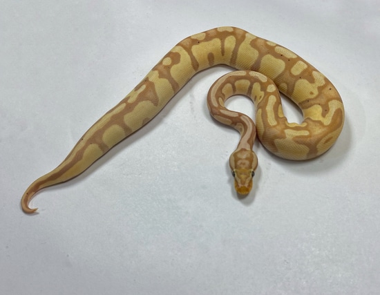Pastel Coral Glow Fader DH Clown Pied Ball Python by Brass Man Reptiles